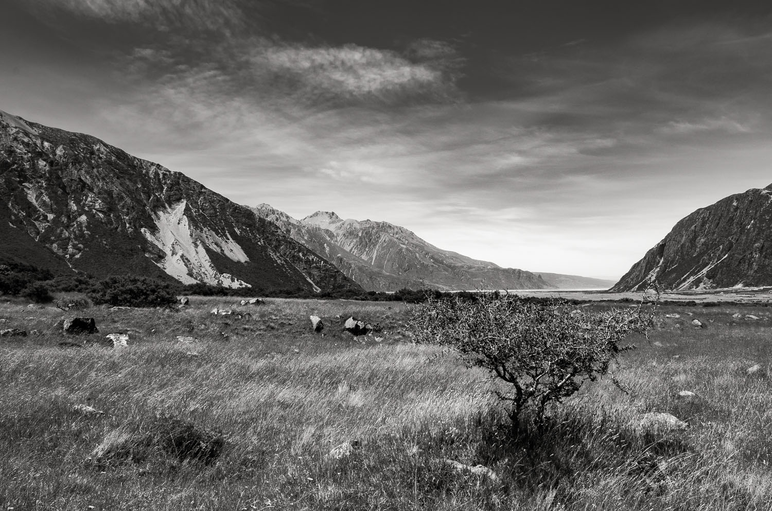 Parched-tree-in-the-valley-Aroaki-Mount-Cook-National-Park-New-Zealand ...